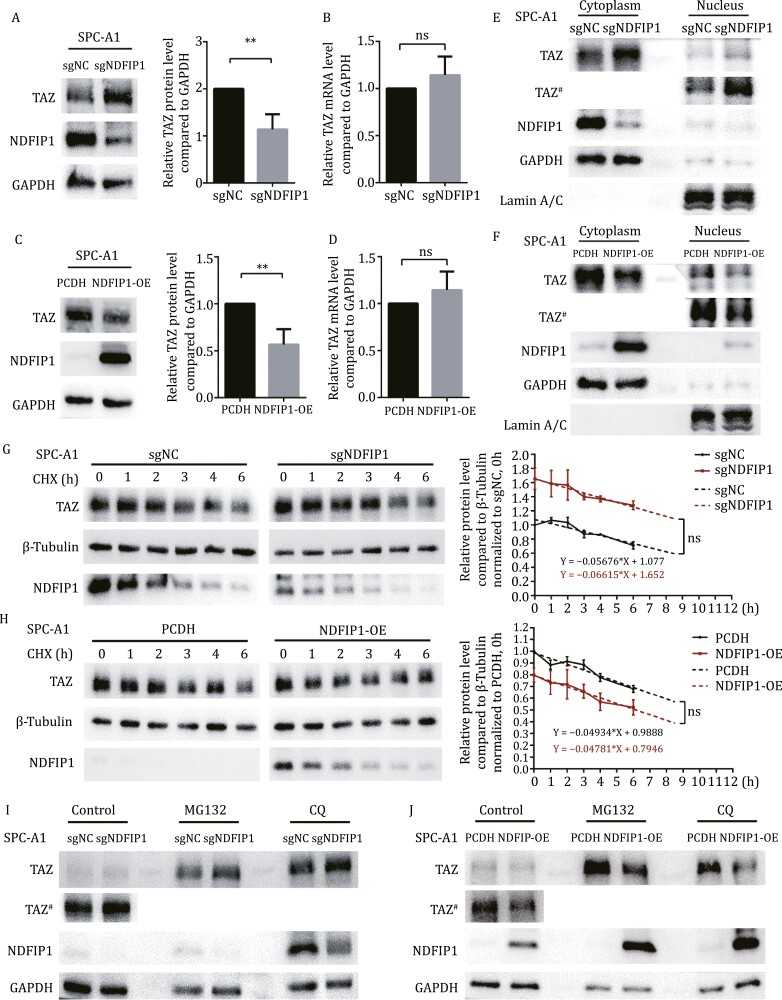 外泌体技术服务-研载生物科技（上海）有限公司