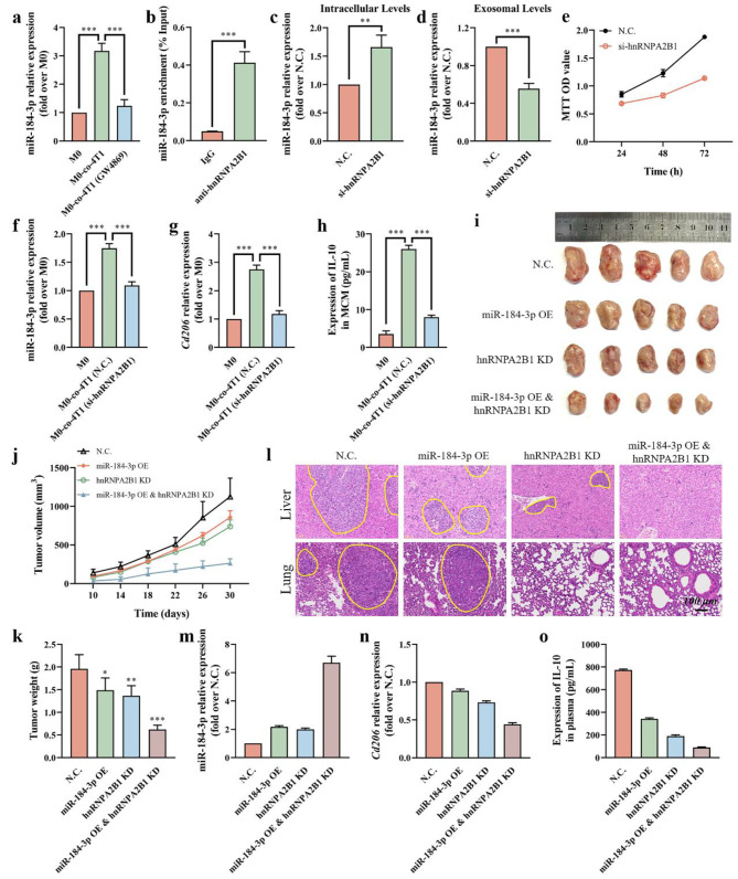 外泌体技术服务-western blot检测-研载生物科技（上海）有限公司