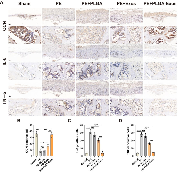 外泌体技术服务-研载生物科技（上海）有限公司