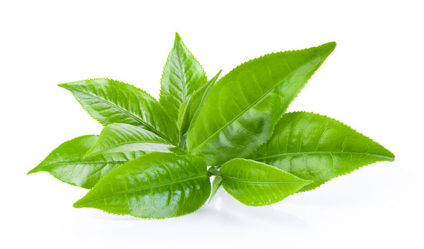 Professional Supplier of Green Tea Powder Extract-Nutra Green