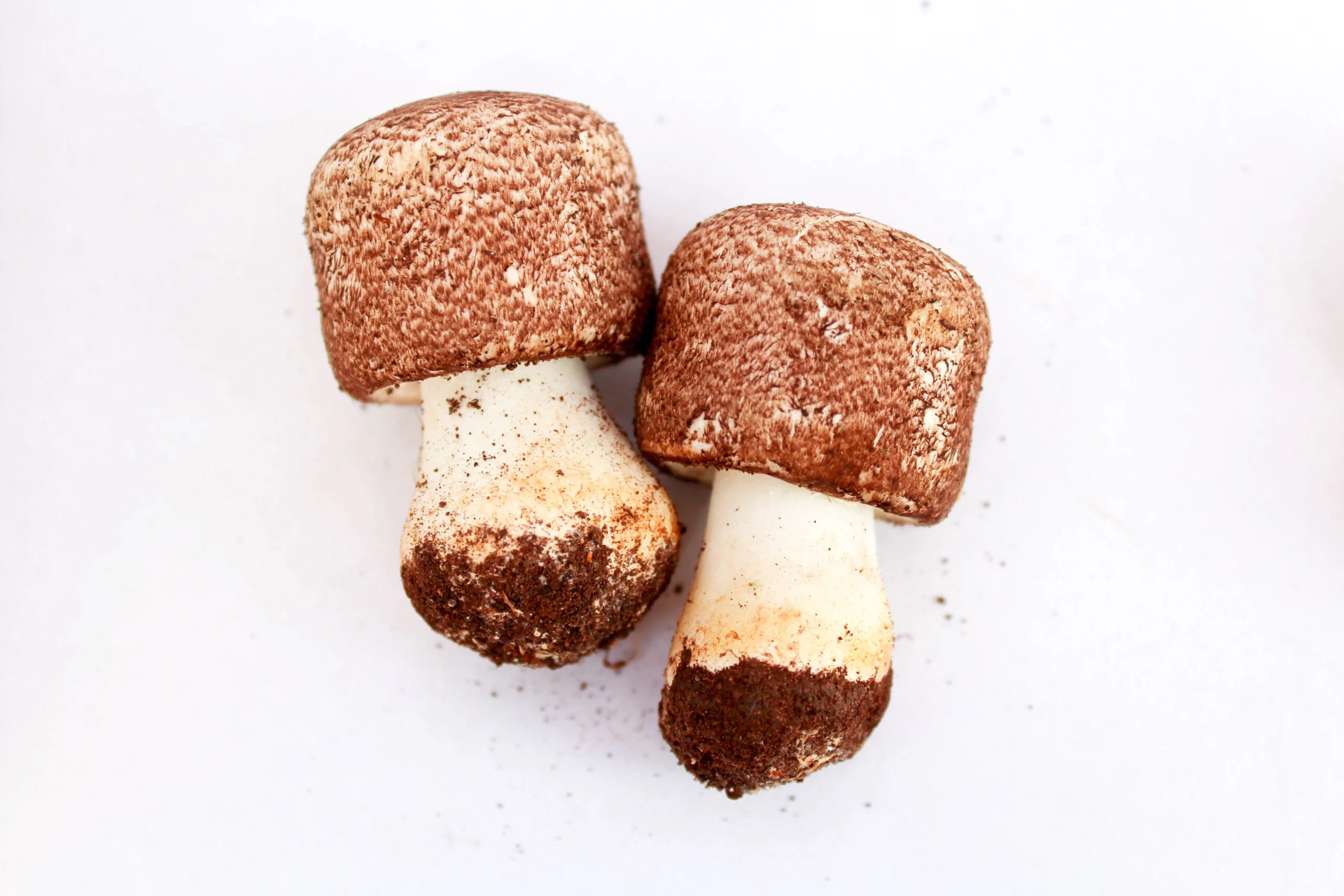Professional Supplier of Agaricus blazei Powder Extract-Nutra Green
