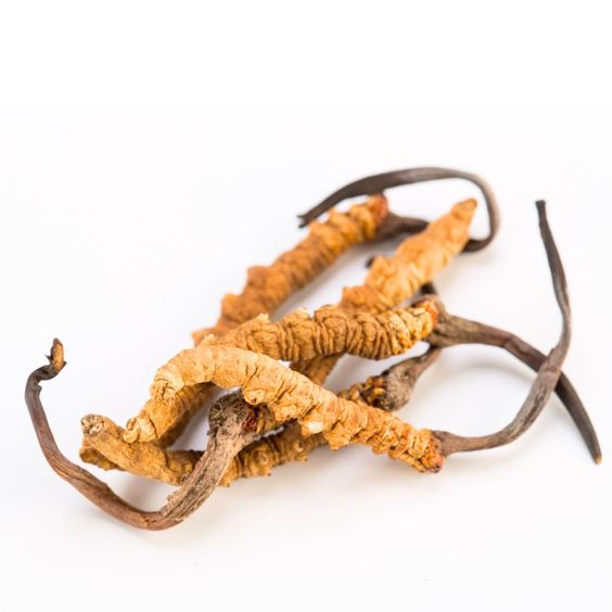 Professional supplier for Cordyceps Extract Powder Polysaccharides ...