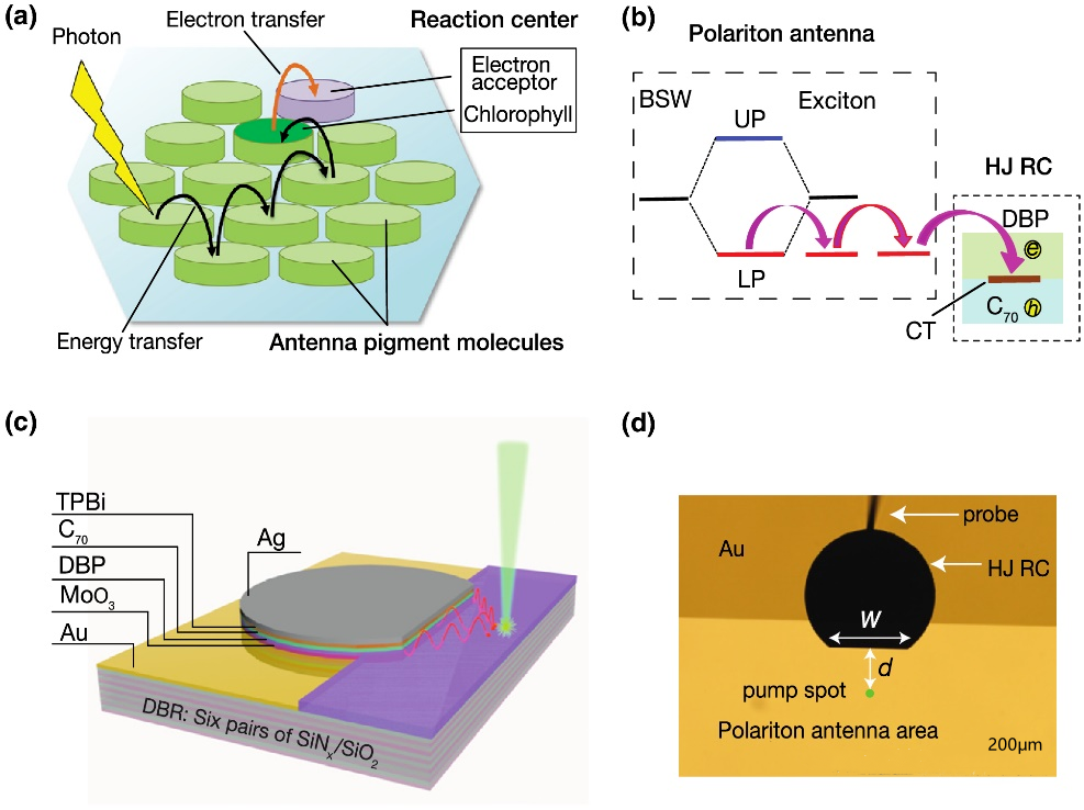 大规模人工光合作用技术突破：有机物中的能量长距离传输_东方闪光（北京）光电科技有限公司
