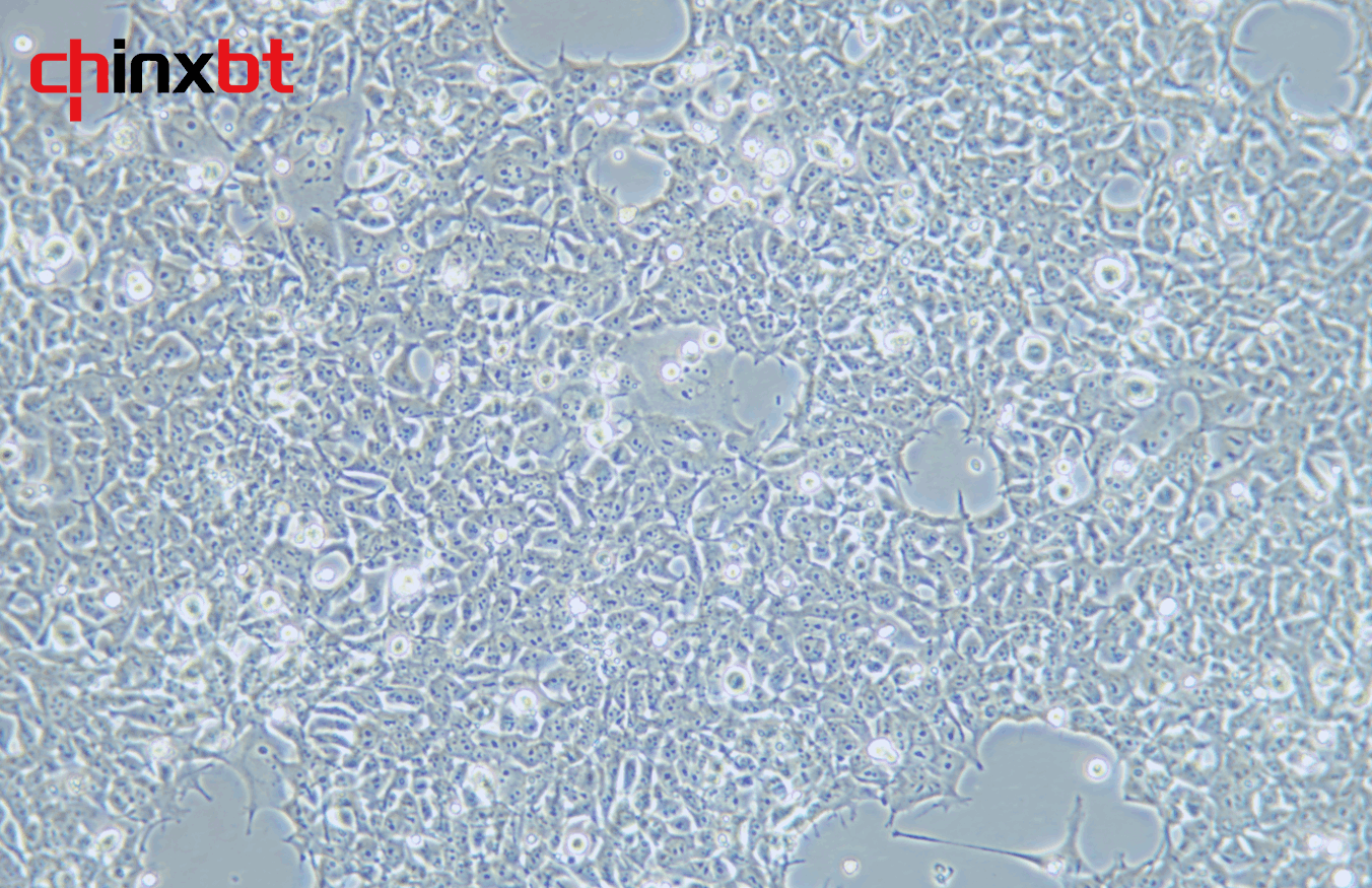 293FT 人胚肾细胞_南京中欣博泰生物技术有限公司