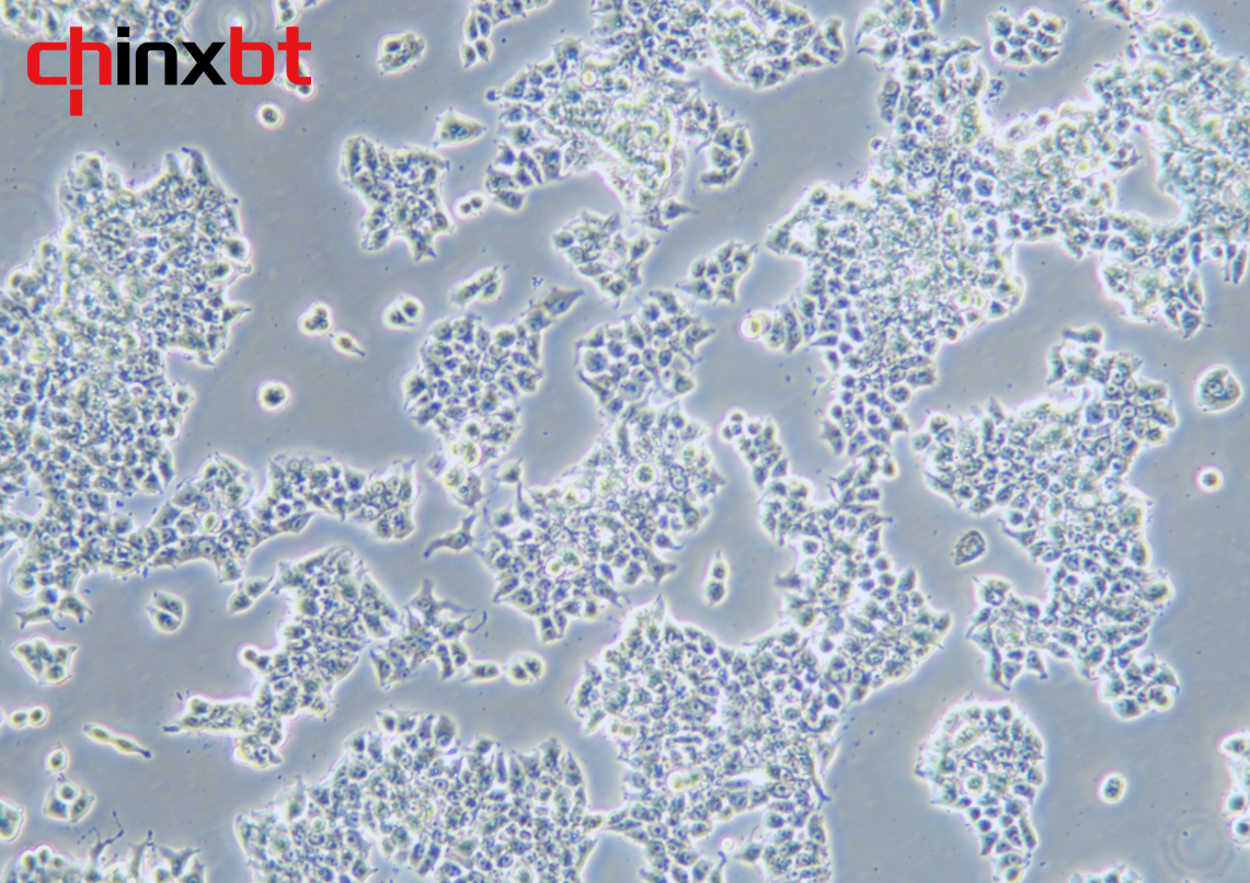 DMS 53 人肺癌细胞_南京中欣博泰生物技术有限公司