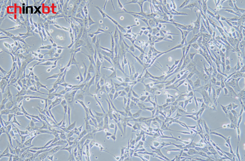 NIH/3T3 小鼠胚胎成纤维细胞_南京中欣博泰生物技术有限公司