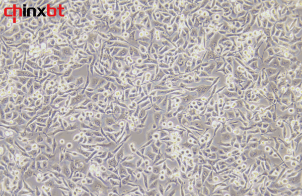 PANC-1 人胰腺癌细胞_南京中欣博泰生物技术有限公司
